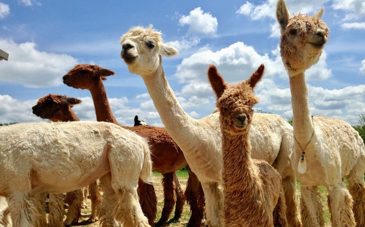 2 Point Farm Alpacas – 2PointFarmAlpacas